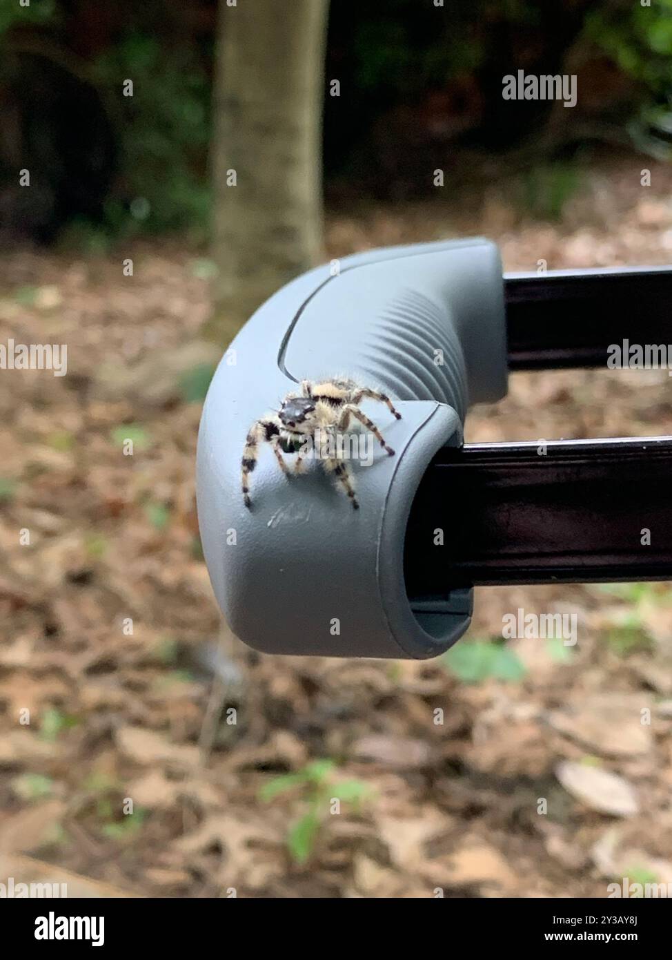 canopy jumping spider (Phidippus otiosus) Arachnida Stock Photo - Alamy