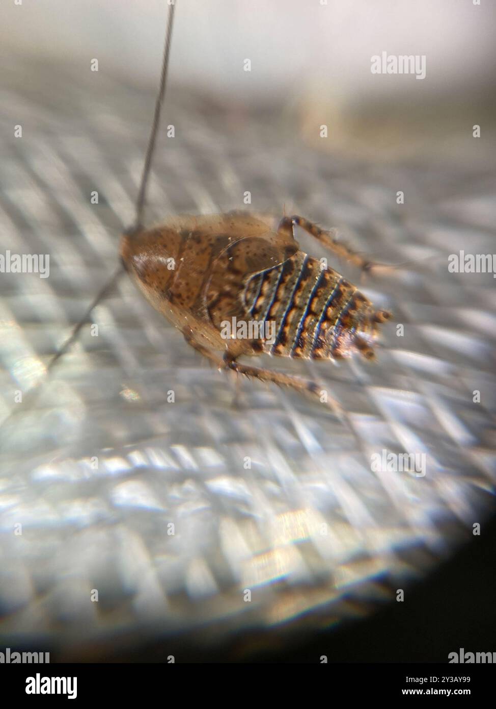 Dusky Cockroach (Ectobius lapponicus) Insecta Stock Photo - Alamy