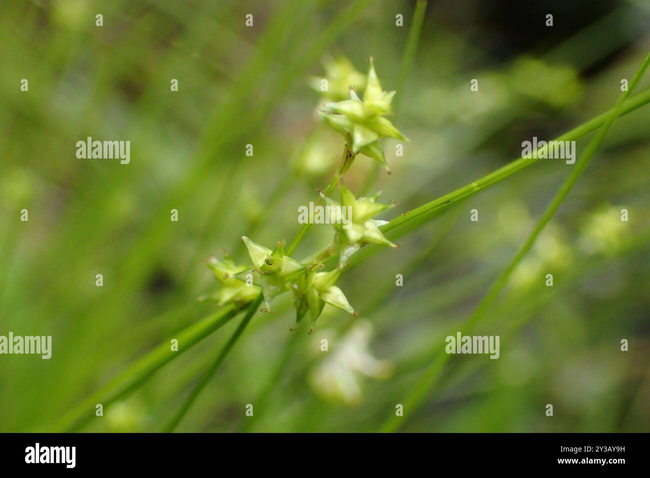 prickly bog sedge (Carex atlantica) Plantae Stock Photo - Alamy