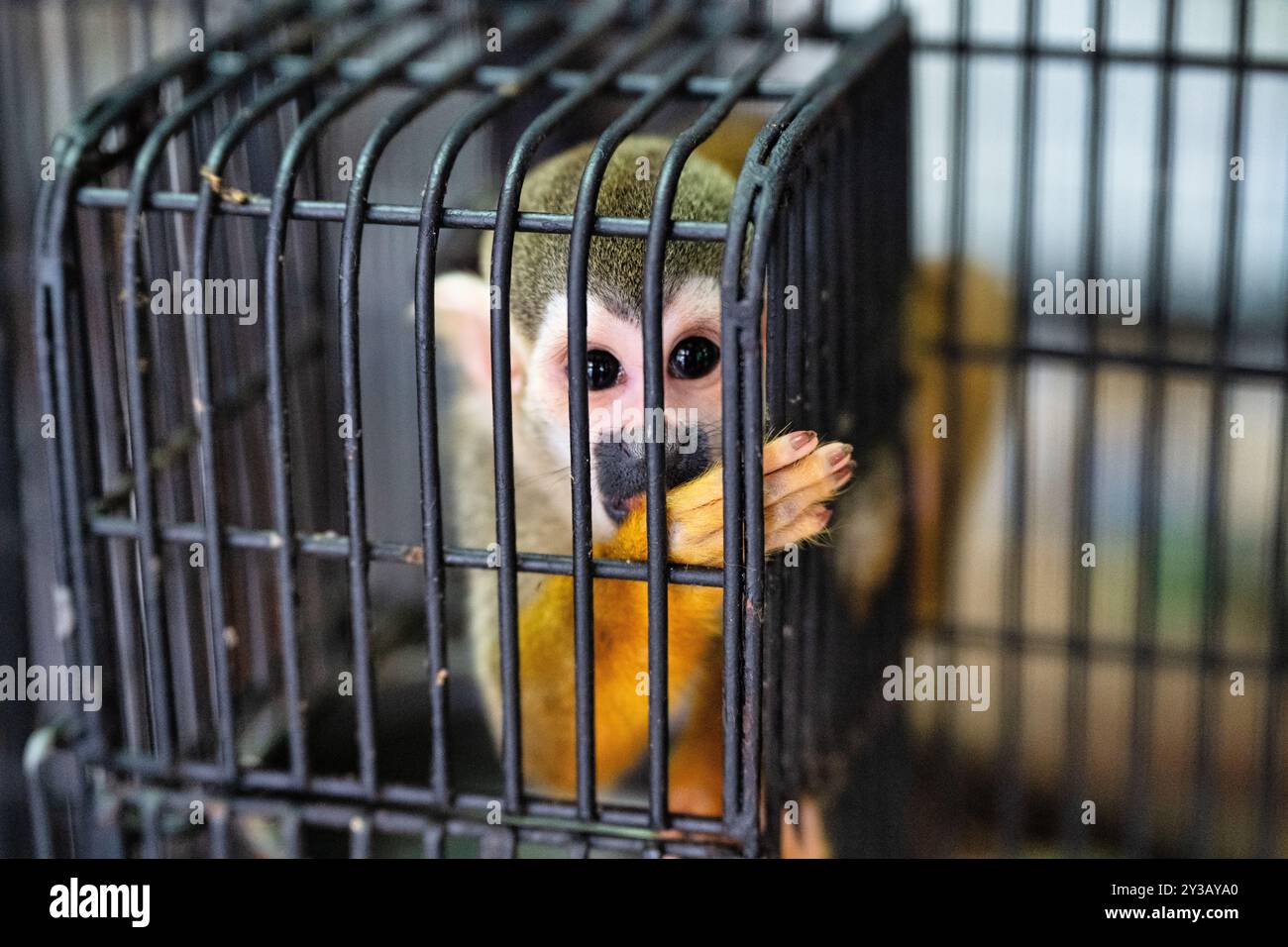 A close-up photograph of a monkey inside a cage, highlighting the ...
