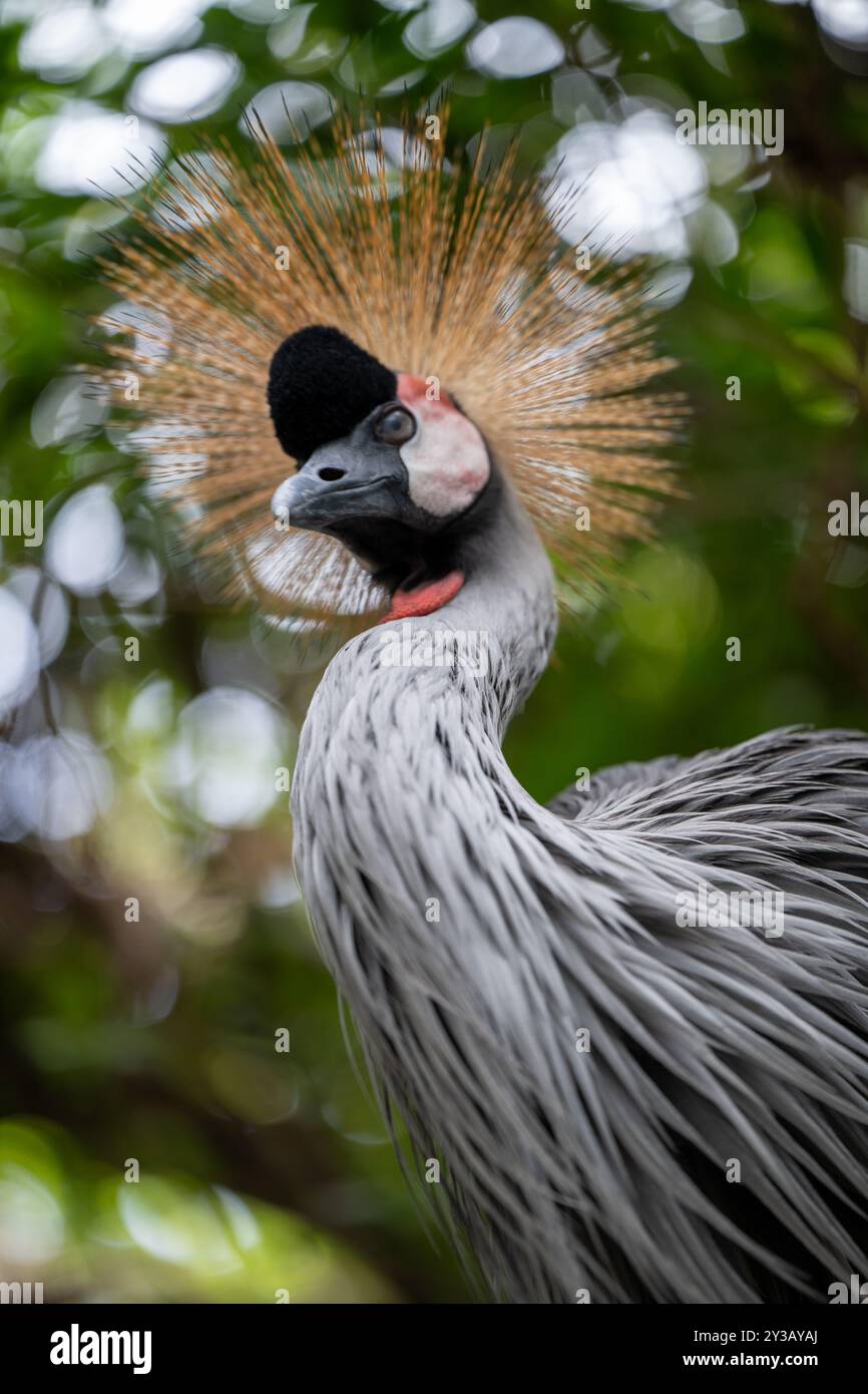 A Grey Crowned Crane wades through a shallow wetland, showcasing its ...