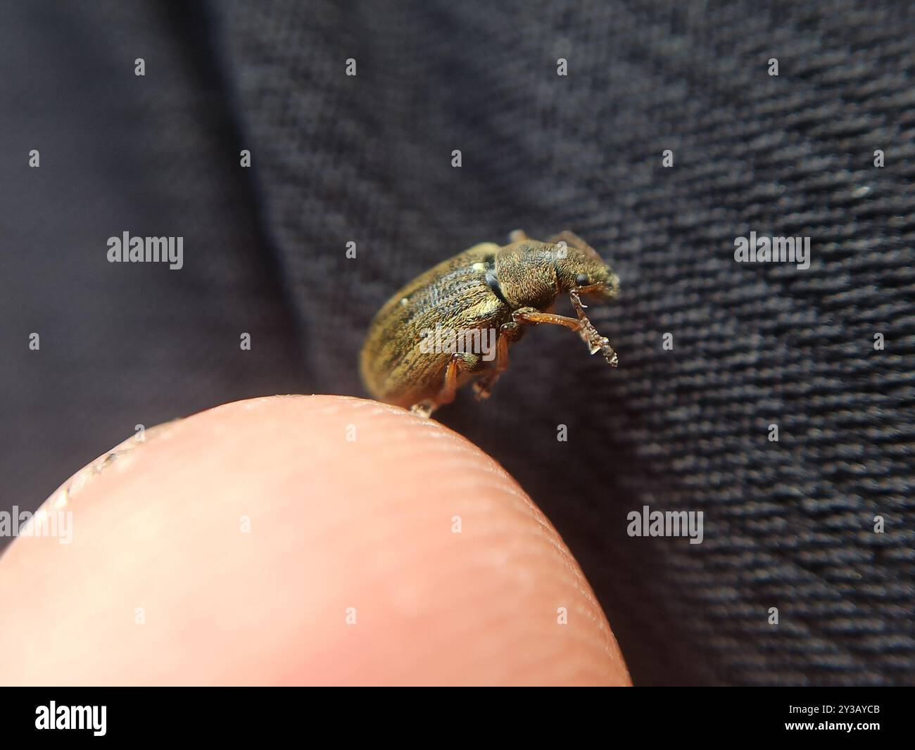 Common Leaf Weevil (Phyllobius pyri) Insecta Stock Photo - Alamy