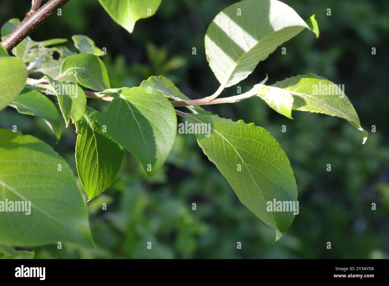 goat willow (Salix caprea) Plantae Stock Photo - Alamy