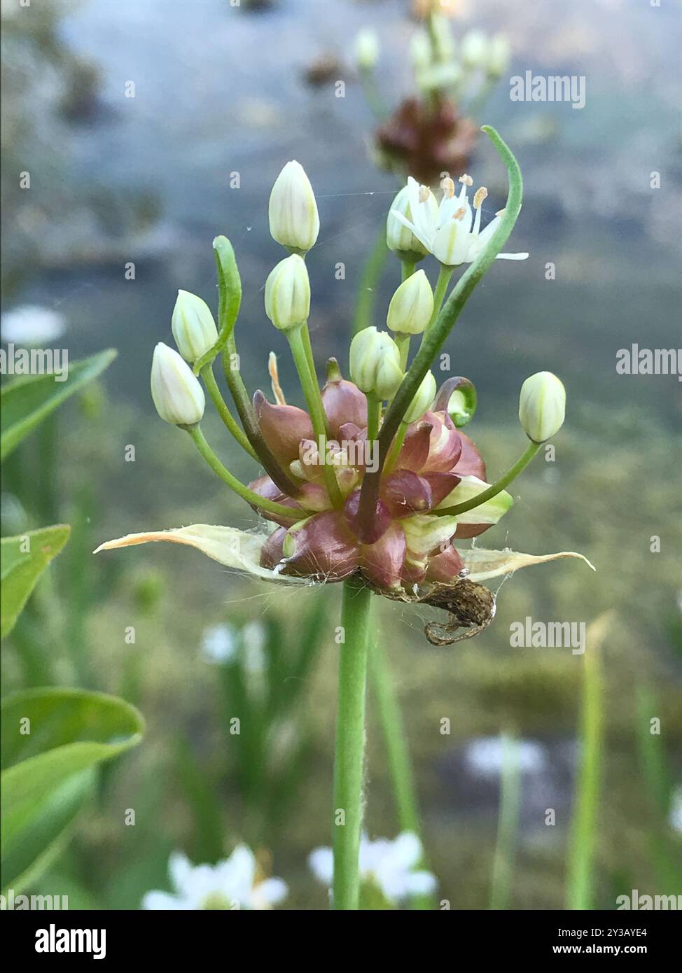 Canadian Meadow garlic (Allium canadense) Plantae Stock Photo - Alamy