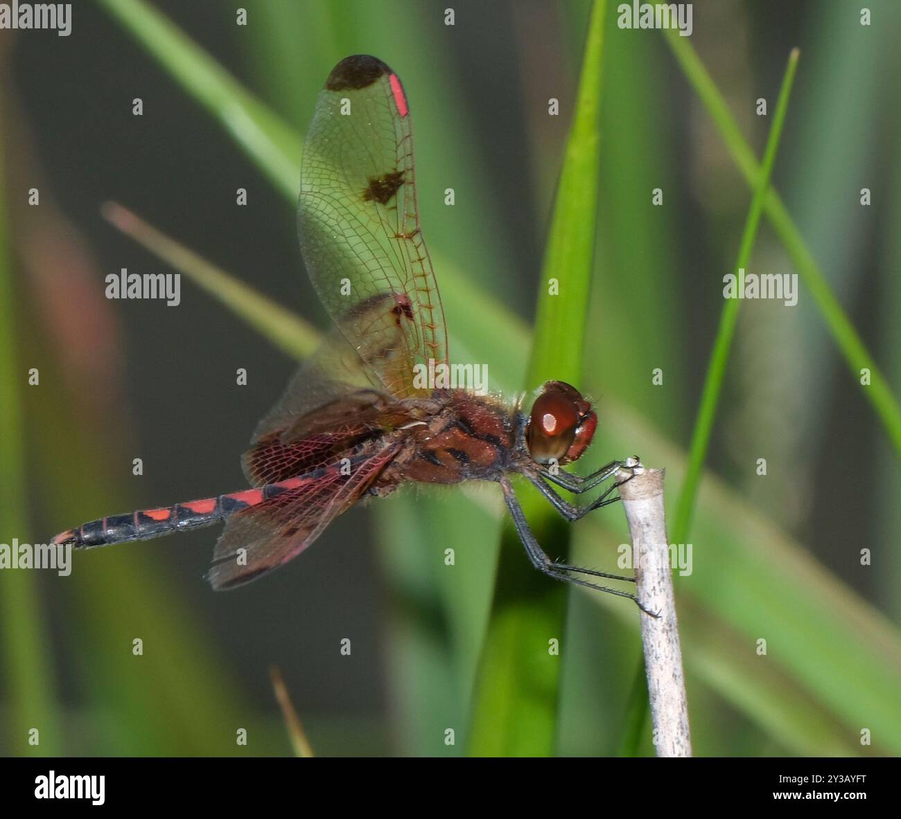 Calico Pennant (Celithemis elisa) Insecta Stock Photo - Alamy