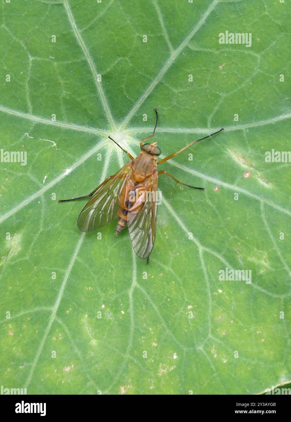 Marsh Snipe Fly (Rhagio tringarius) Insecta Stock Photo - Alamy