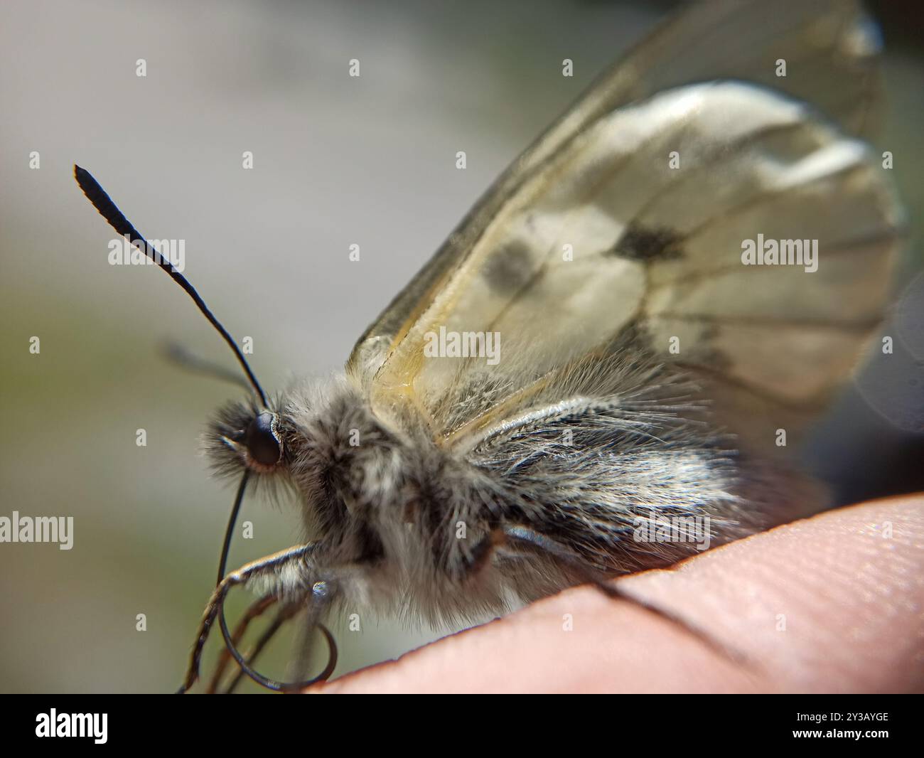 Clouded Apollo (Parnassius mnemosyne) Insecta Stock Photo - Alamy