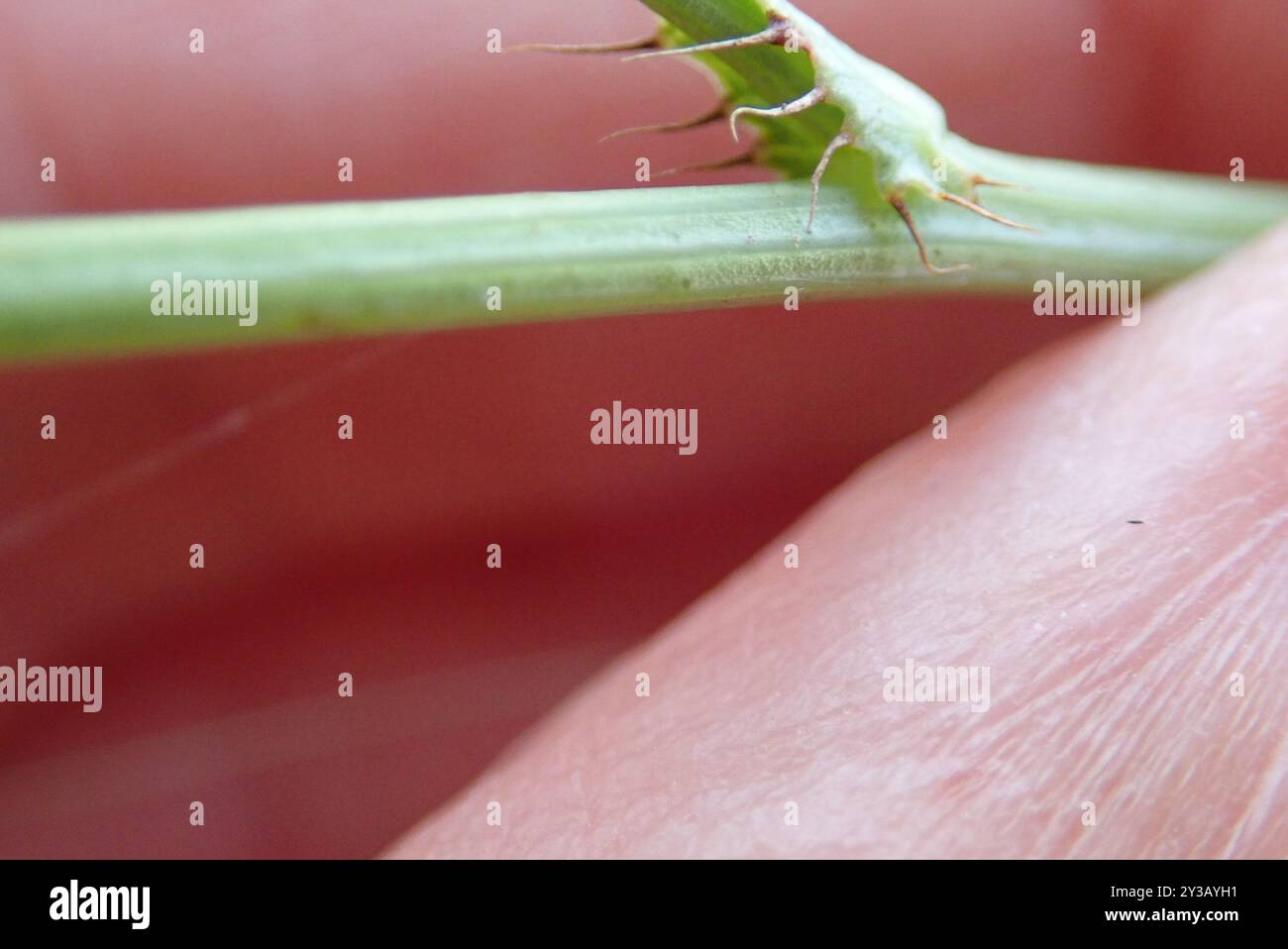Fivefive Ministar (Alepidea peduncularis) Plantae Stock Photo - Alamy