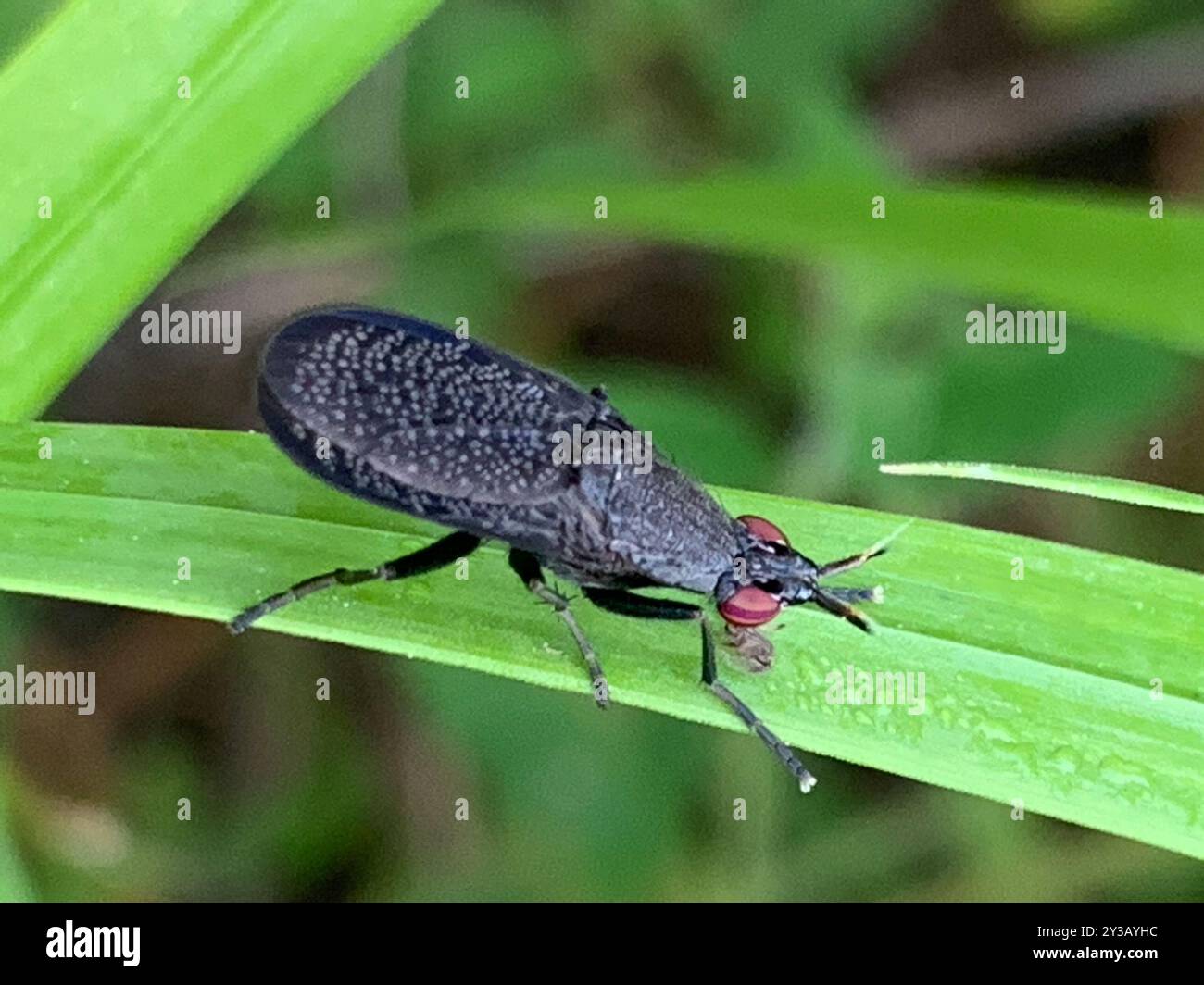 Sieve-winged Snailkiller (Coremacera marginata) Insecta Stock Photo - Alamy
