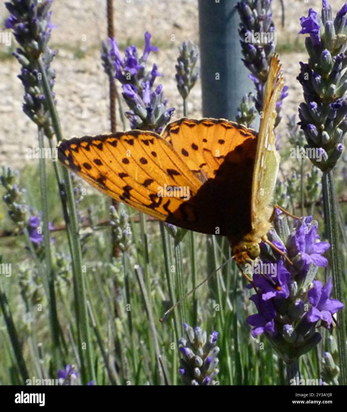Dark Green Fritillary (Argynnis aglaja) Insecta Stock Photo - Alamy