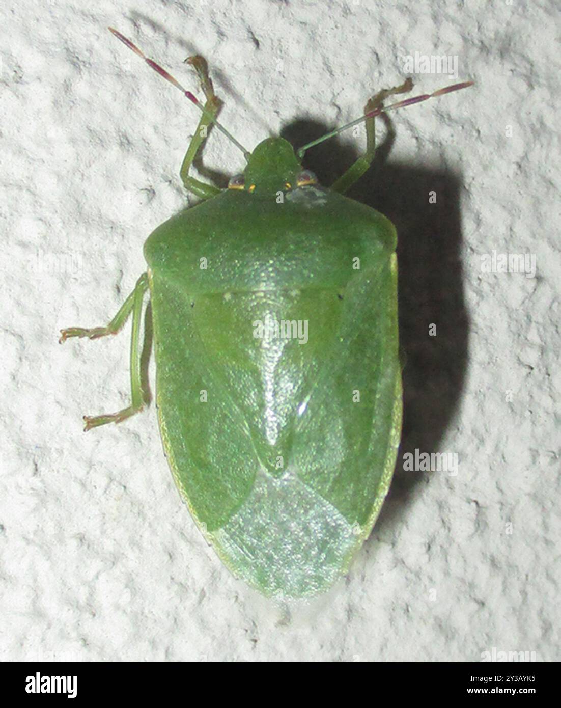 Southern Green Stink Bug (Nezara viridula) Insecta Stock Photo - Alamy