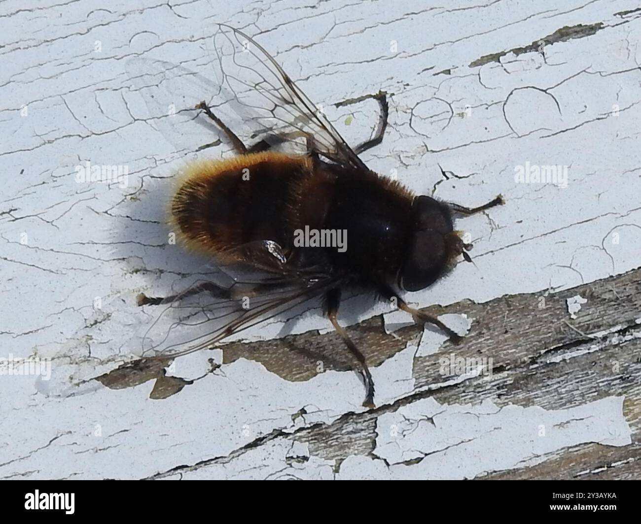 Furry Dronefly (Eristalis intricaria) Insecta Stock Photo - Alamy