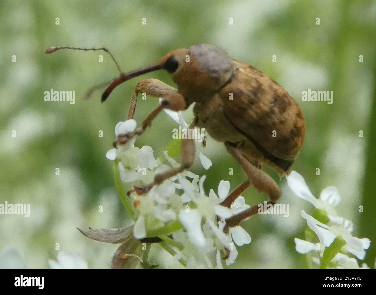 Nut and Acorn Weevils (Curculio) Insecta Stock Photo - Alamy