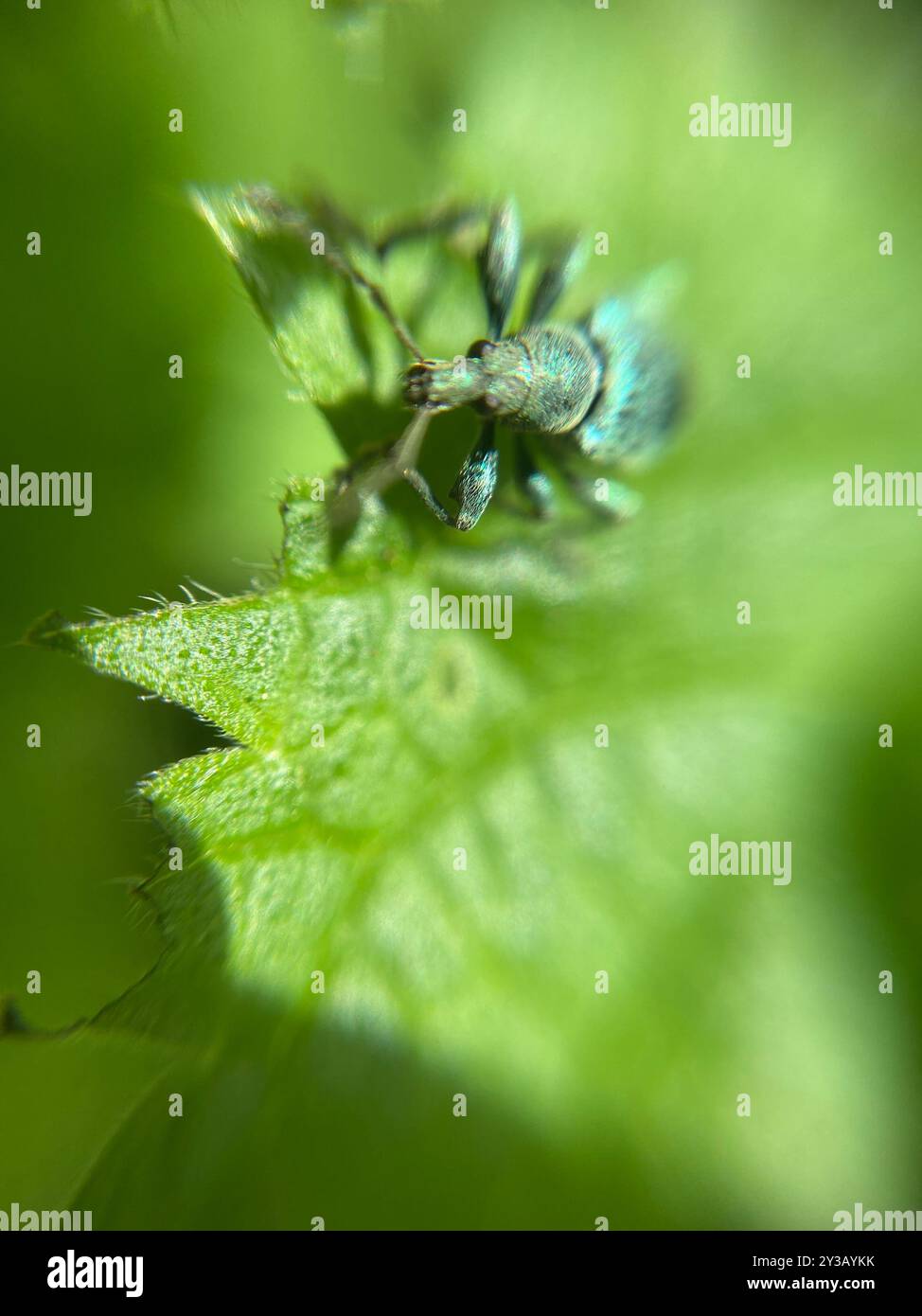 Nettle weevil (Phyllobius pomaceus) Insecta Stock Photo - Alamy