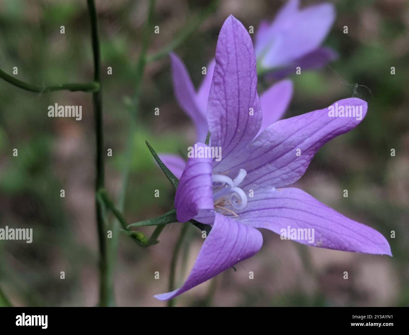 Spreading Bellflower (Campanula patula) Plantae Stock Photo - Alamy