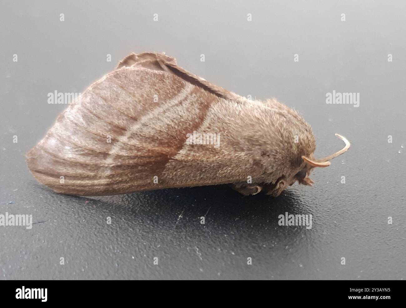 Fox Moth (Macrothylacia rubi) Insecta Stock Photo - Alamy