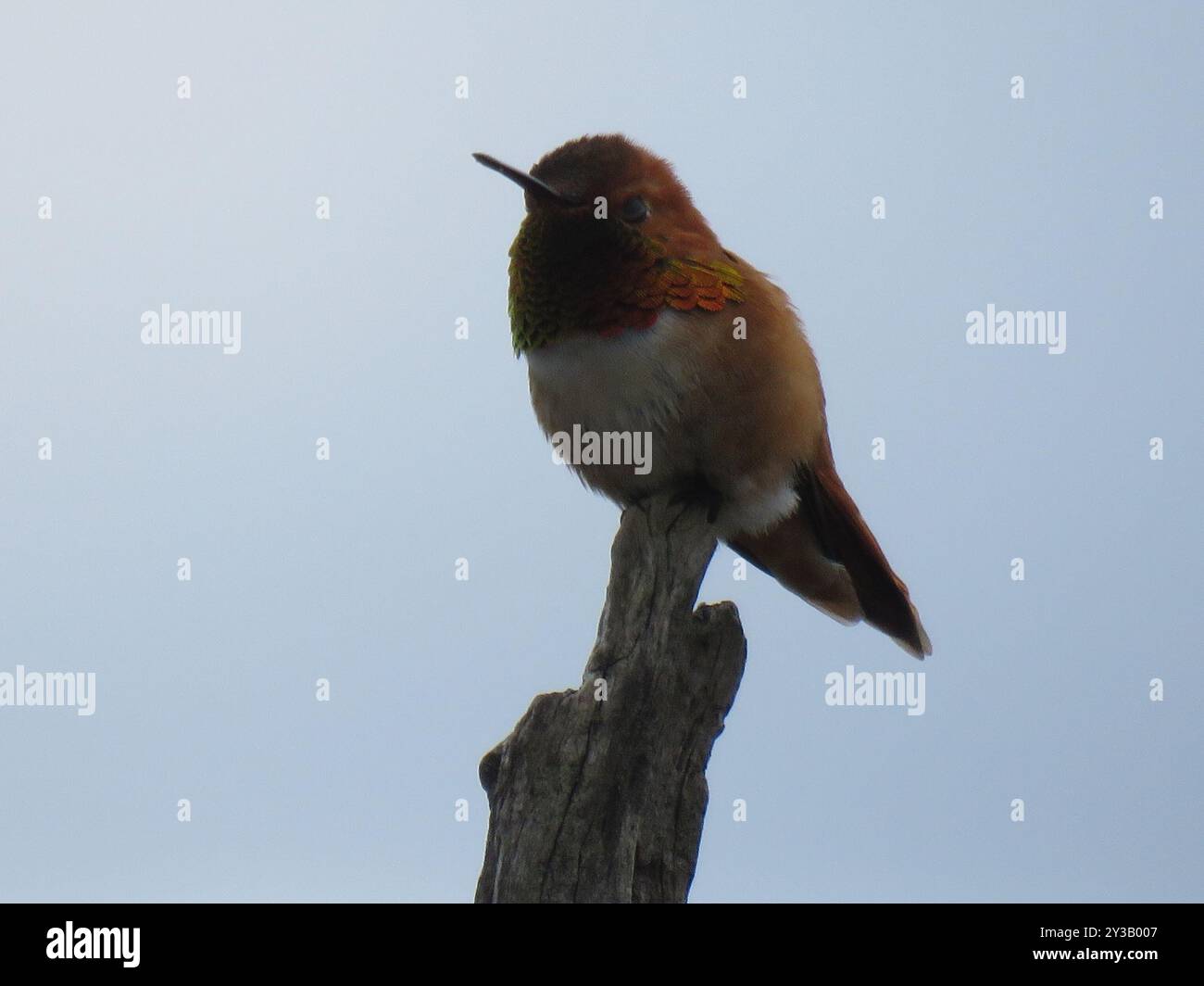 Rufous Hummingbird (Selasphorus rufus) Aves Stock Photo - Alamy