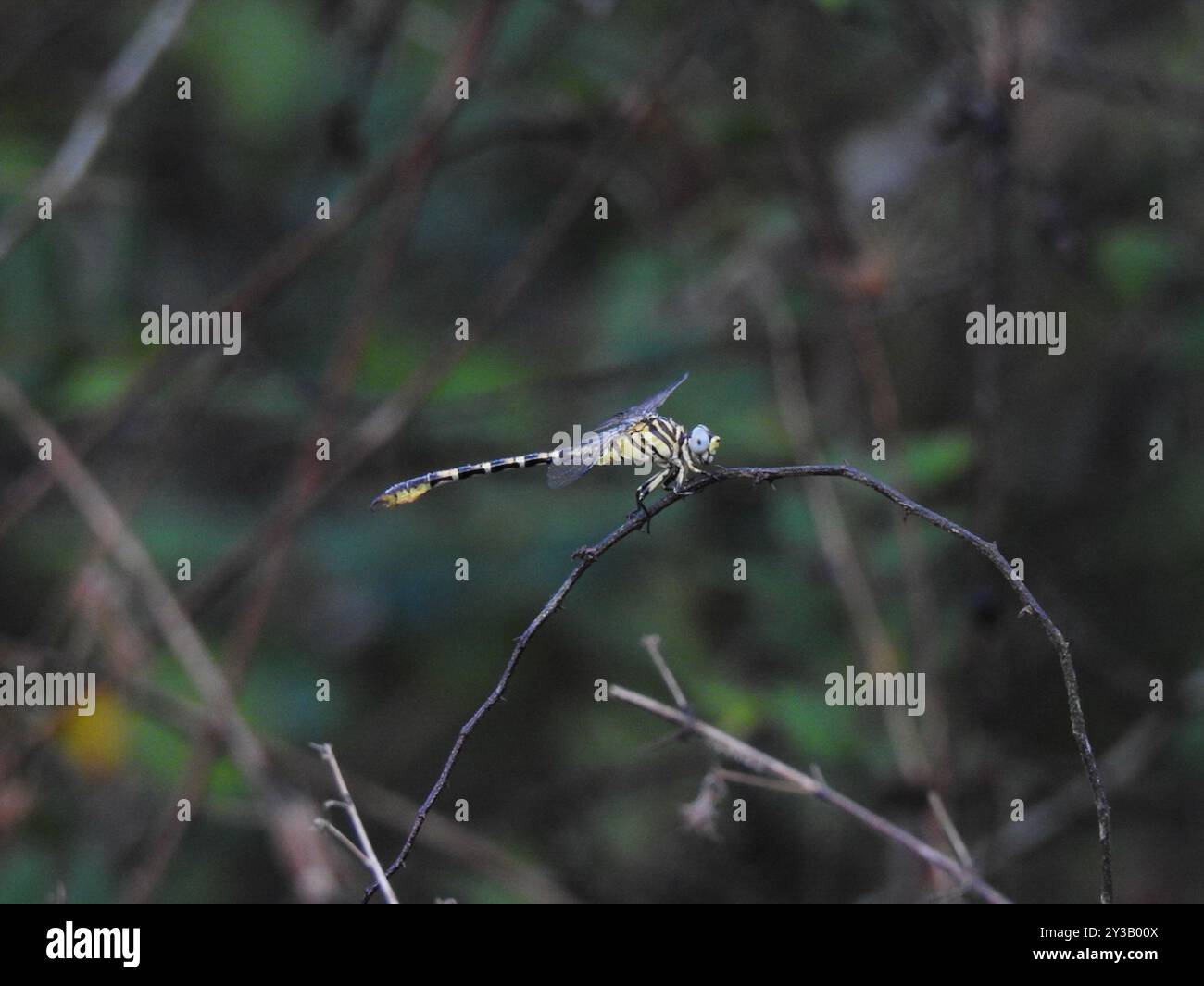 Lined Hooktail (Paragomphus lineatus) Insecta Stock Photo - Alamy