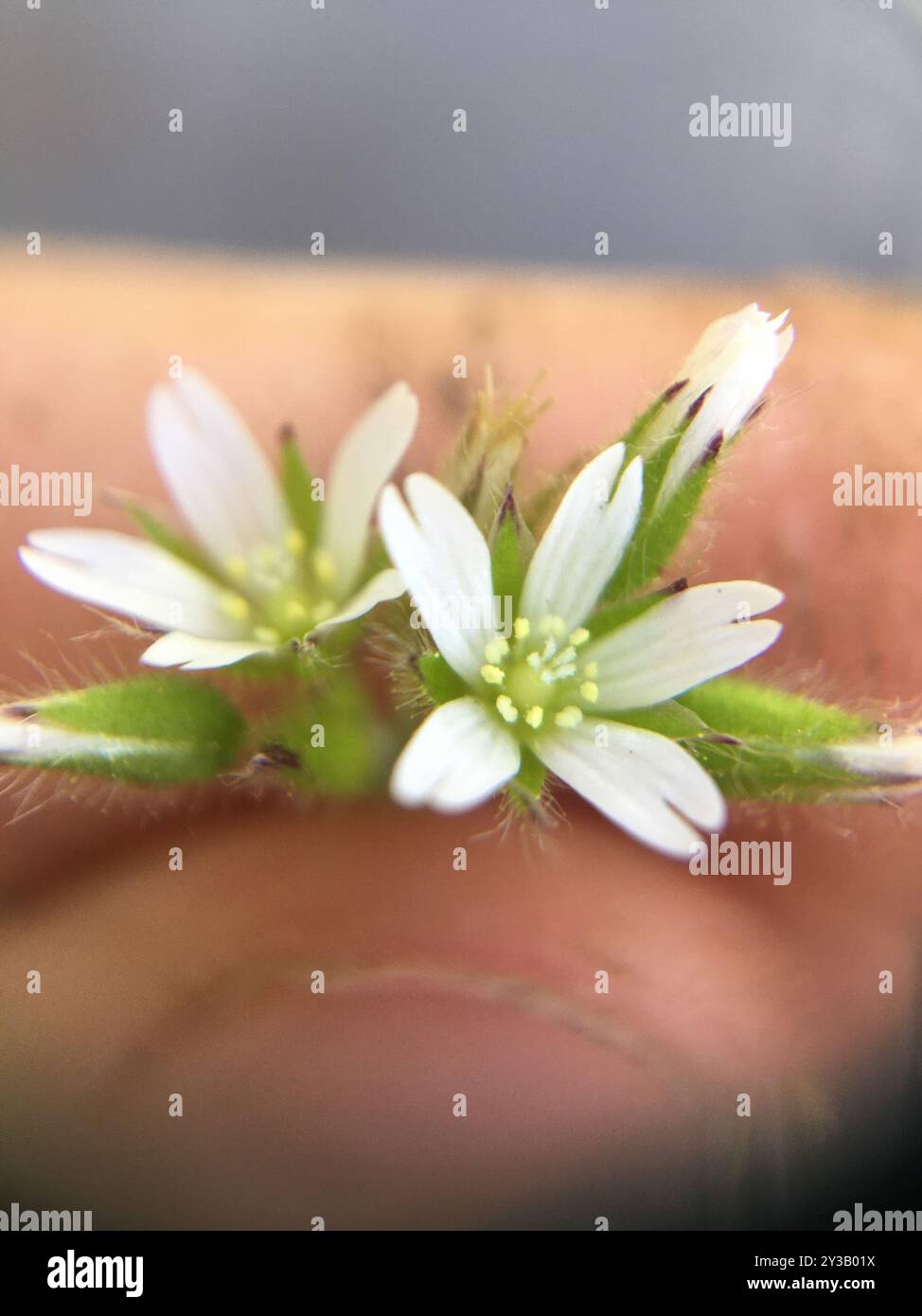 Sticky mouse-ear chickweed (Cerastium glomeratum) Plantae Stock Photo ...