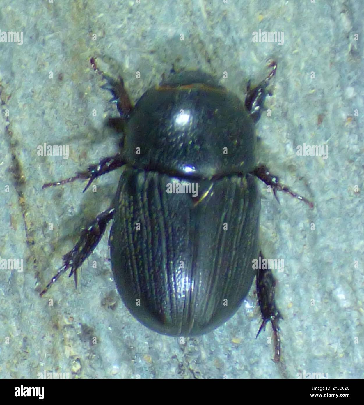Sugarcane Beetle (Euetheola humilis) Insecta Stock Photo - Alamy