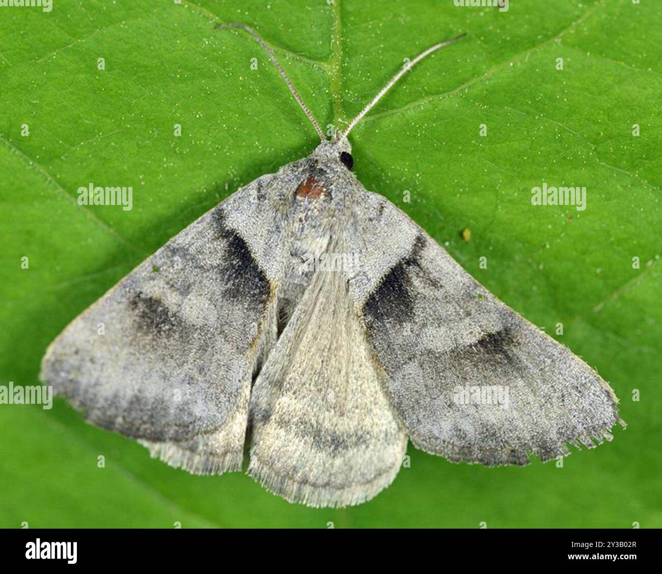 Clover Looper Moth (Caenurgina crassiuscula) Insecta Stock Photo - Alamy