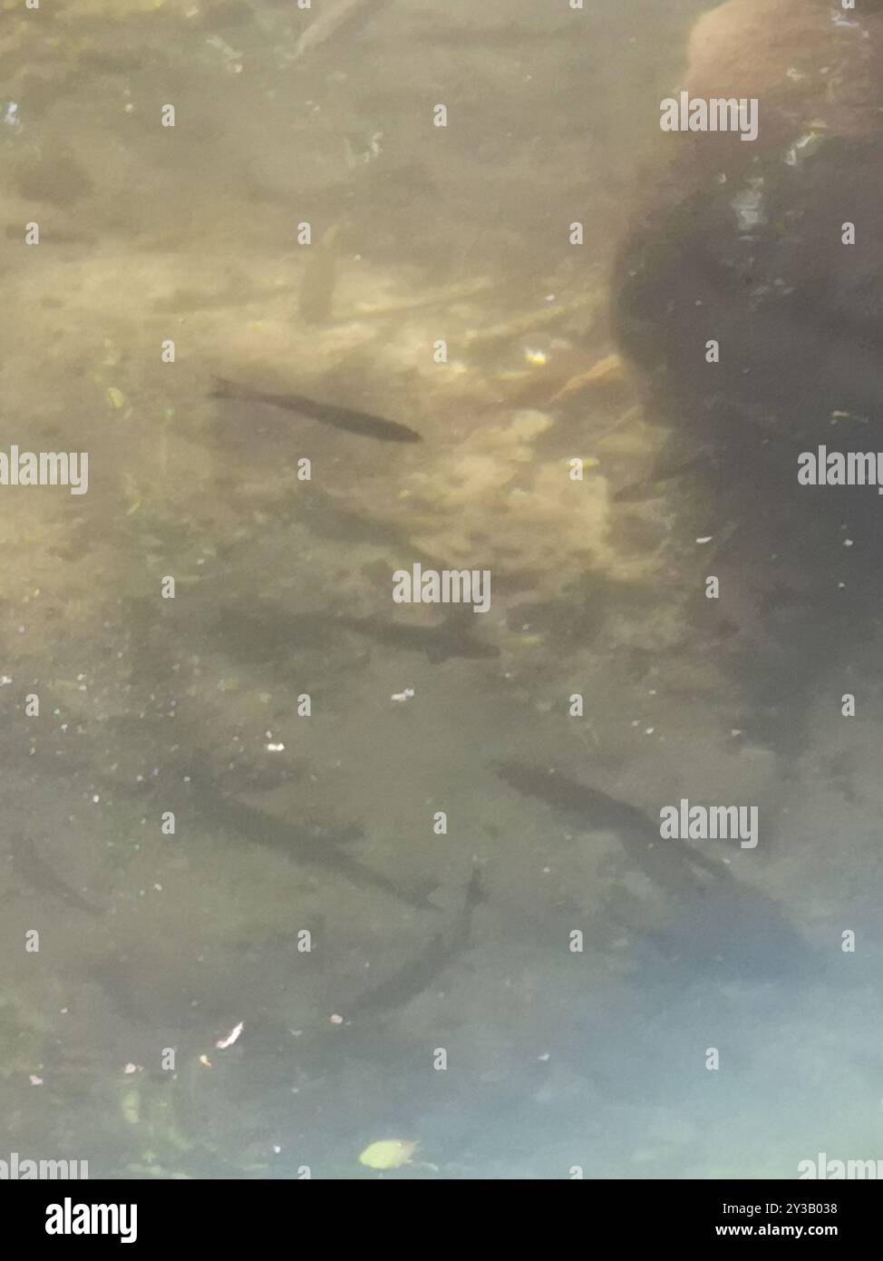 European chub (Squalius cephalus) Actinopterygii Stock Photo - Alamy