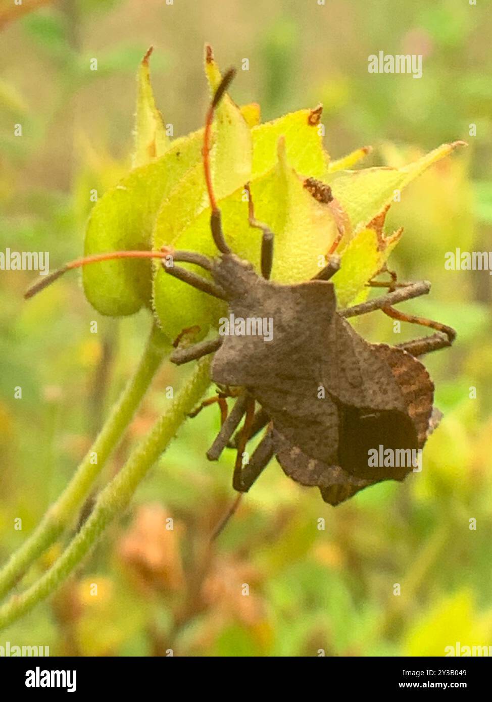 Dock Bug (Coreus marginatus) Insecta Stock Photo - Alamy