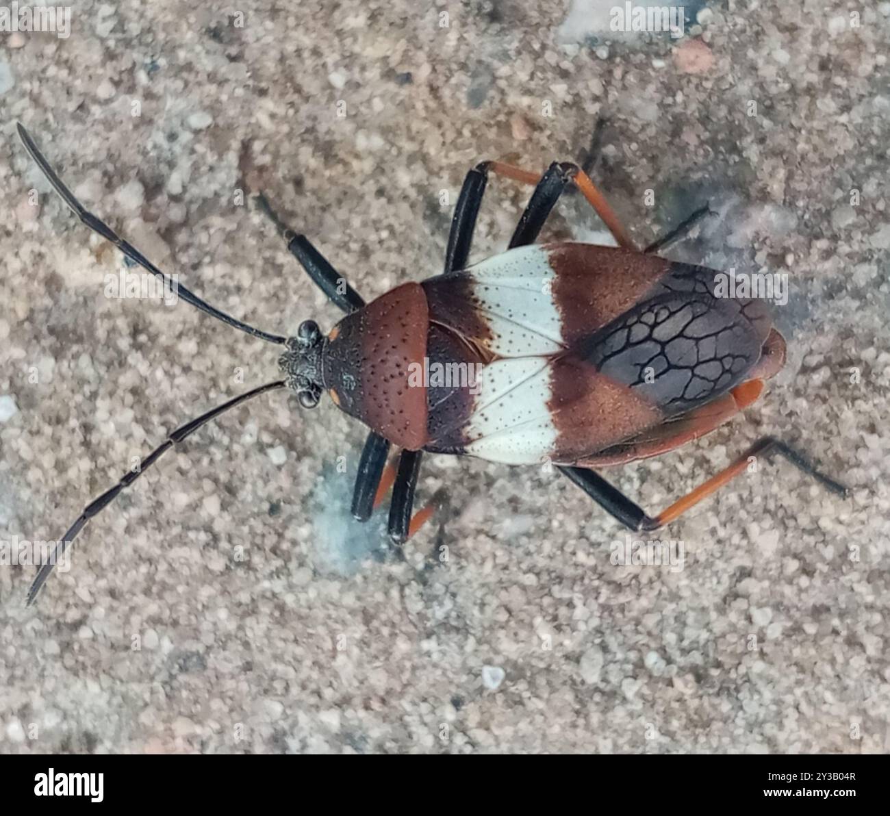Largus balteatus hi-res stock photography and images - Alamy
