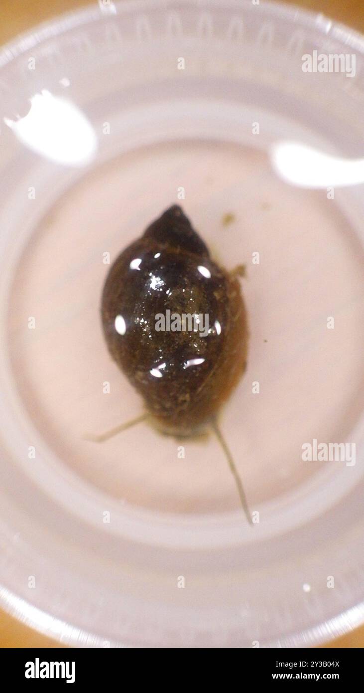 Bladder Snails (Physidae) Mollusca Stock Photo - Alamy