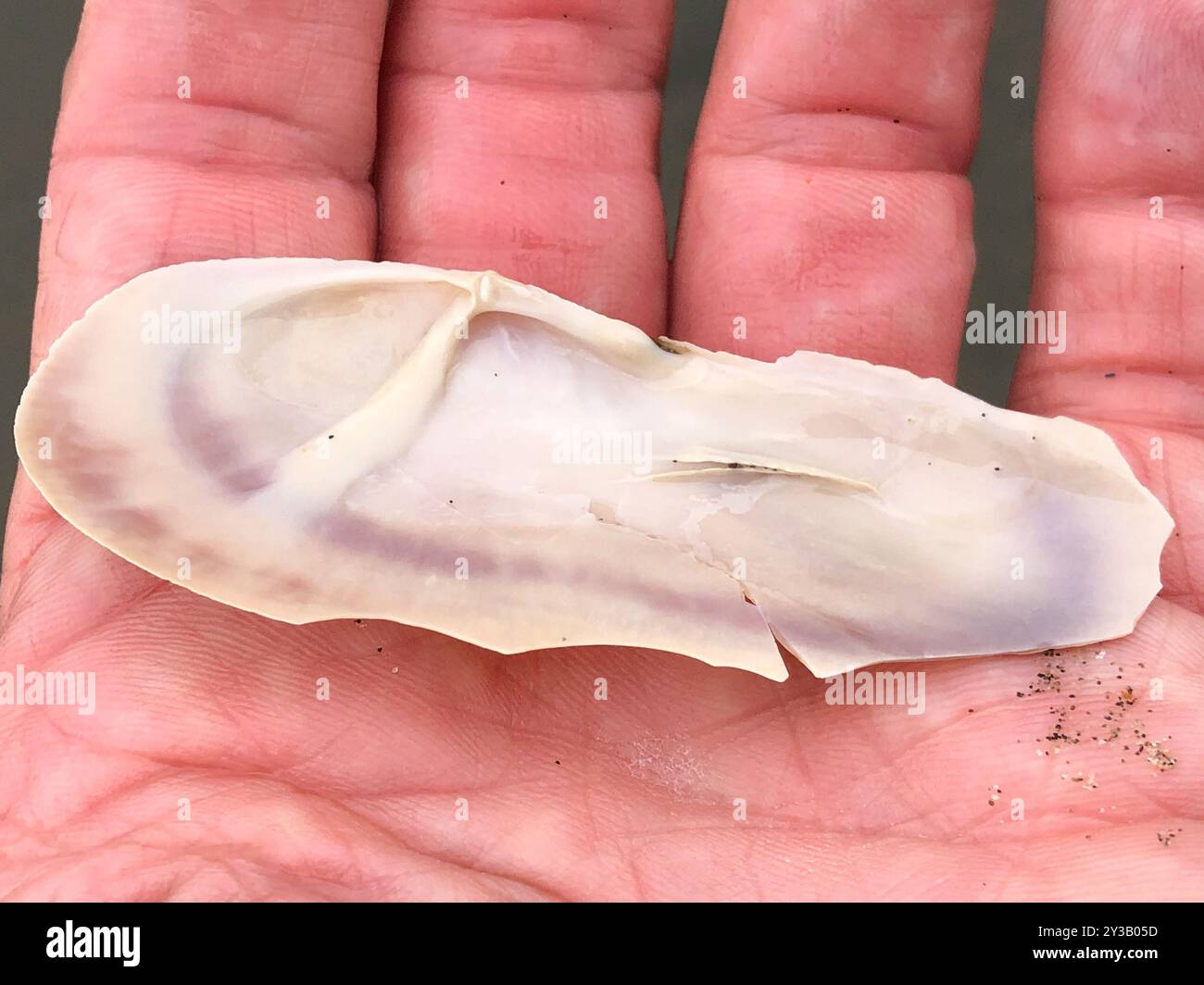 Pacific Razor Clam (Siliqua patula) Mollusca Stock Photo - Alamy