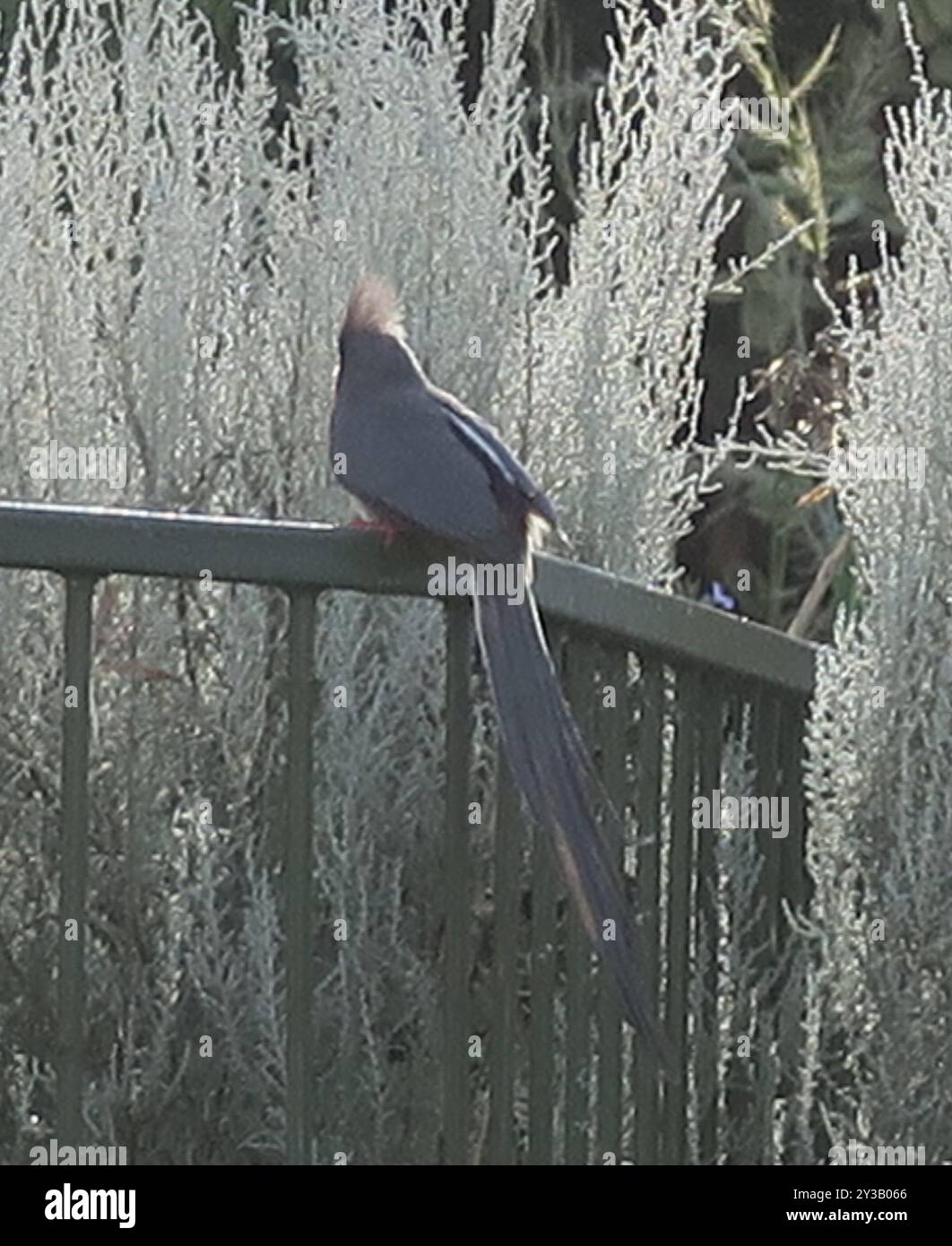 White-backed Mousebird (Colius colius) Aves Stock Photo - Alamy