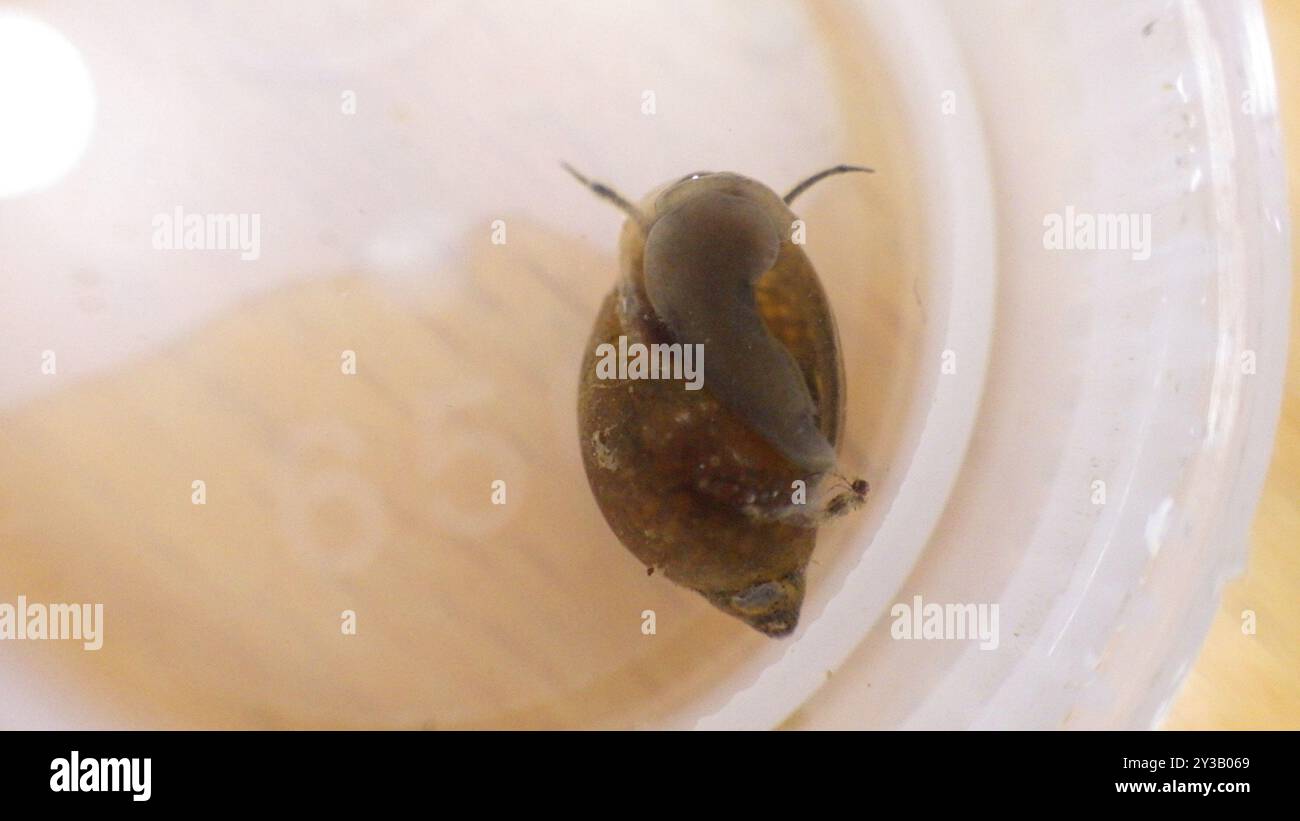 Bladder Snails (Physidae) Mollusca Stock Photo - Alamy