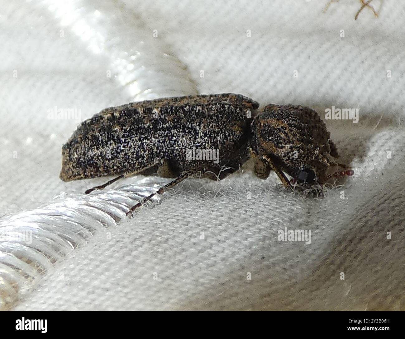 Two-horned Powder-post Beetle (Lichenophanes bicornis) Insecta Stock ...