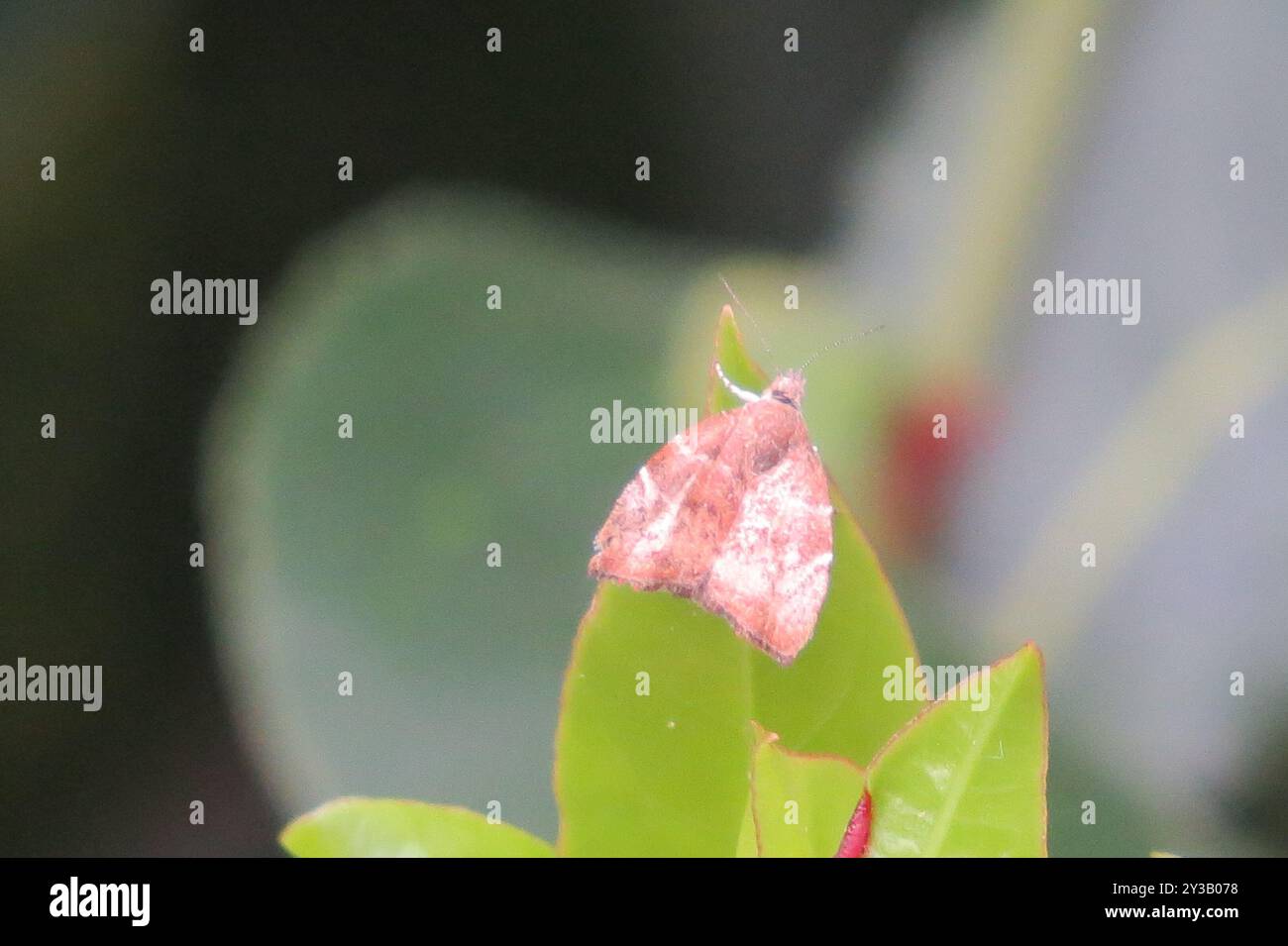 fig-tree skeletonizer moth (Choreutis nemorana) Insecta Stock Photo - Alamy