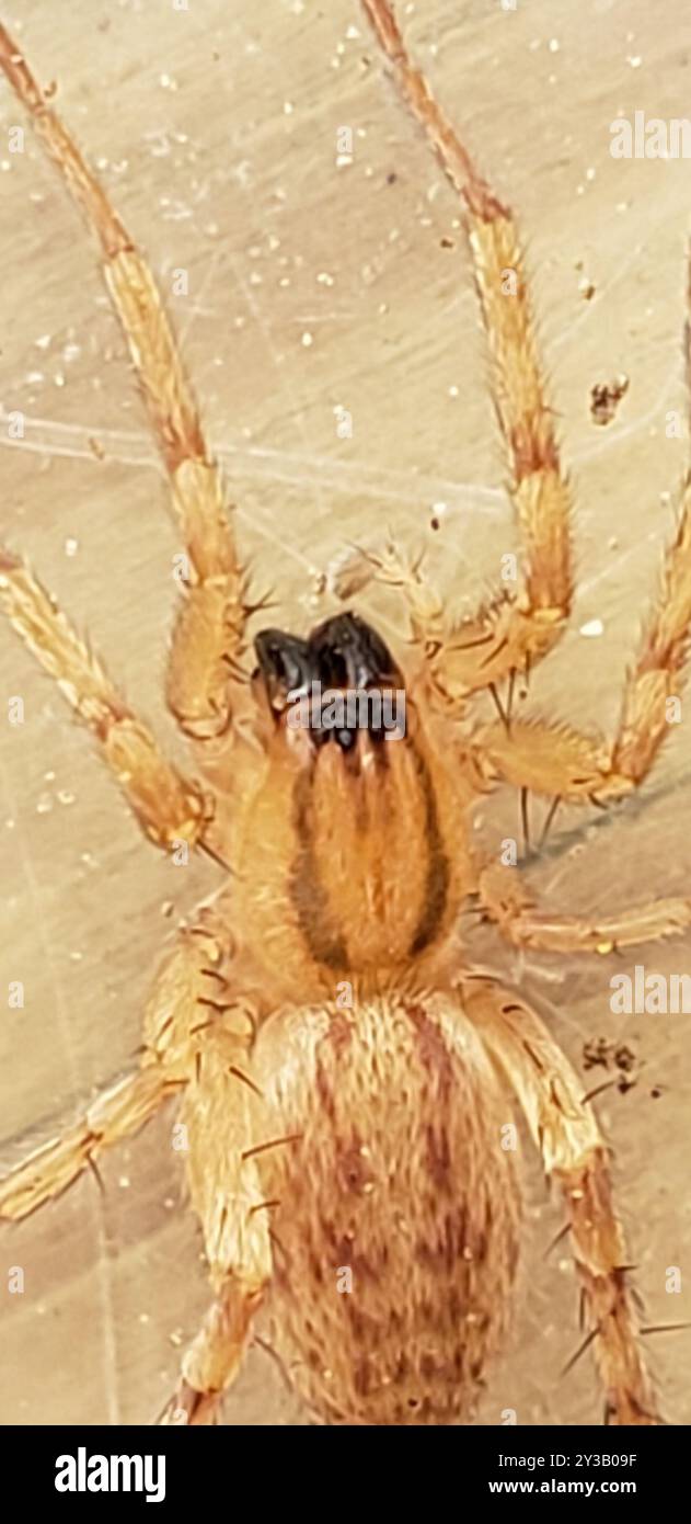 garden ghost spider (Hibana gracilis) Arachnida Stock Photo - Alamy