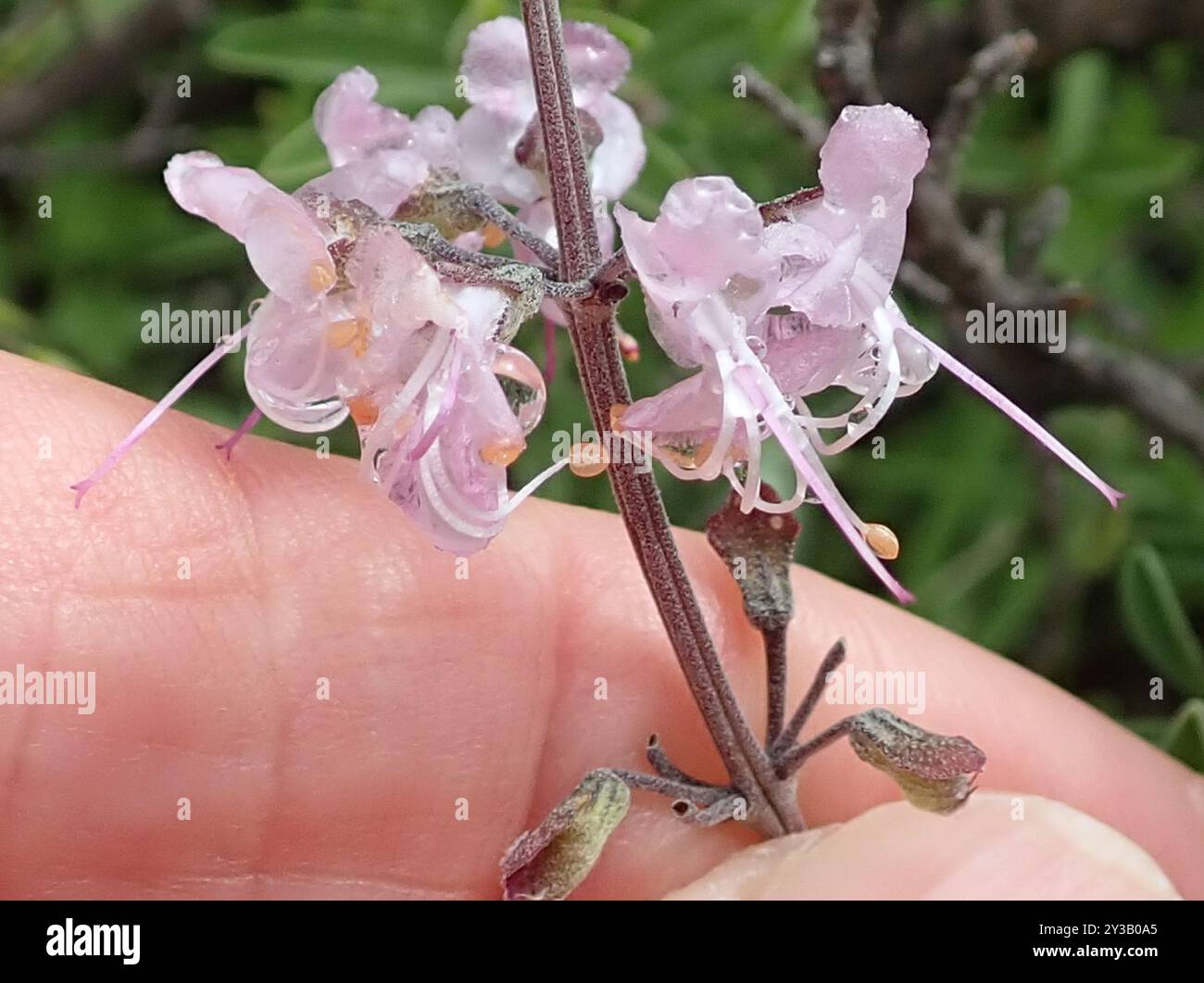Albany Cats Whiskers (Ocimum burchellianum) Plantae Stock Photo - Alamy