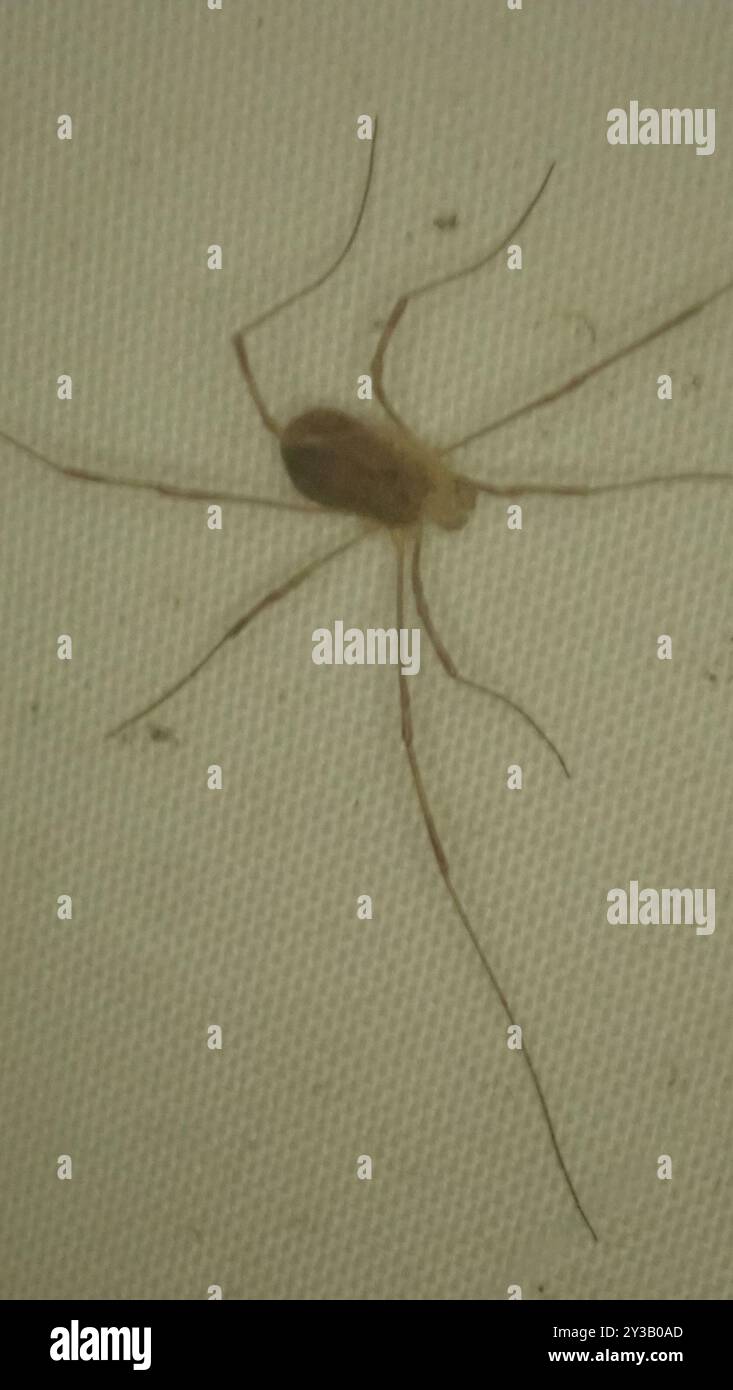Spring Harvestman (Rilaena triangularis) Arachnida Stock Photo - Alamy
