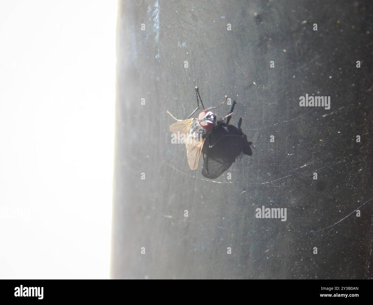 Common House Fly (Musca domestica) Insecta Stock Photo - Alamy