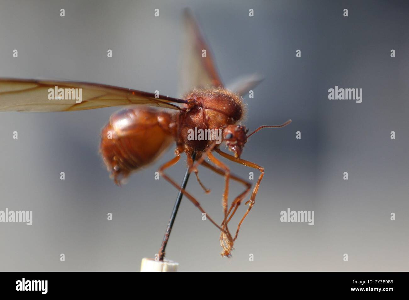Atta Leaf-cutter Ants (Atta) Insecta Stock Photo - Alamy