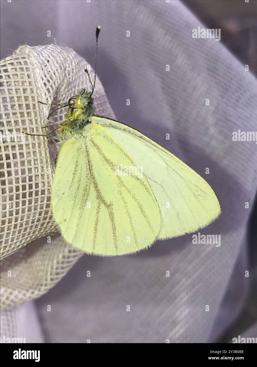 Margined White (Pieris marginalis) Insecta Stock Photo - Alamy