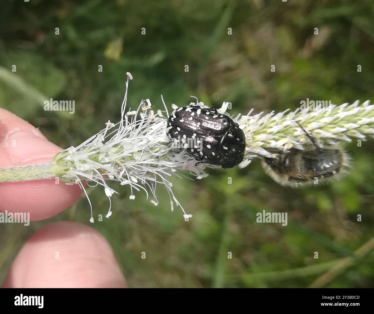 Mediterranean Spotted Chafer (Oxythyrea funesta) Insecta Stock Photo ...