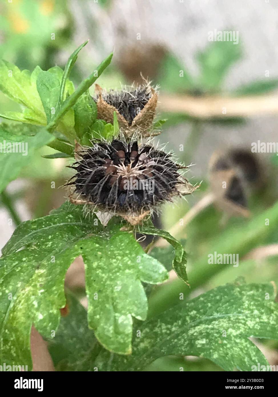 Carolina Bristlemallow (Modiola caroliniana) Plantae Stock Photo - Alamy