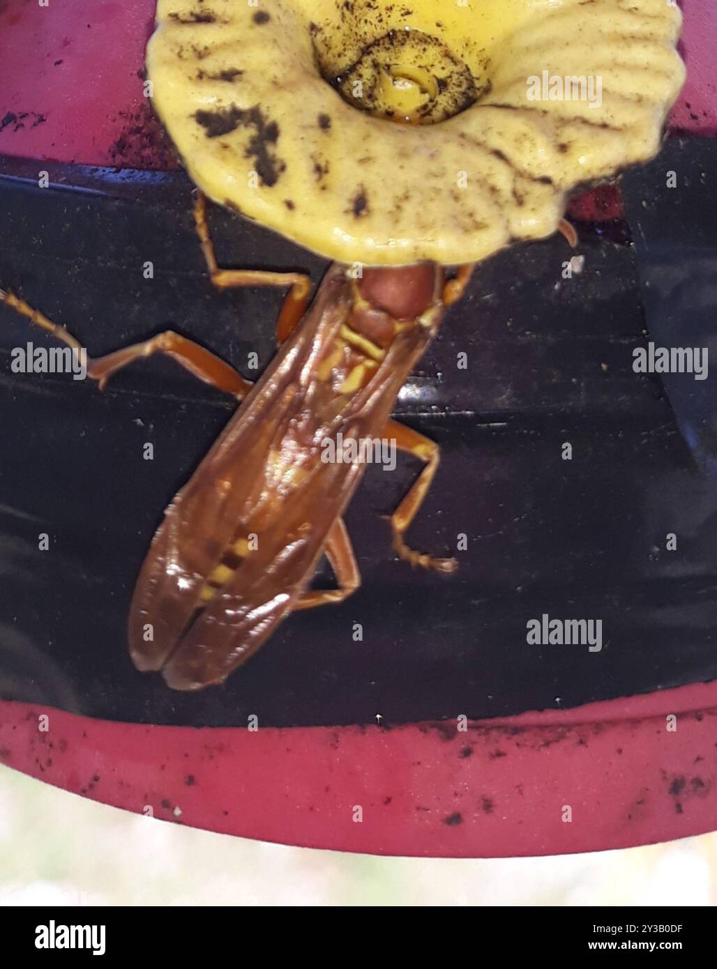 Apache Paper Wasp (Polistes apachus) Insecta Stock Photo - Alamy