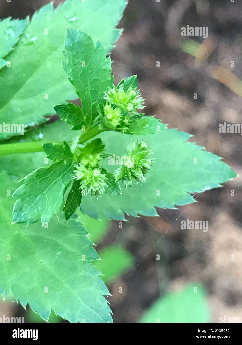 Black Snakeroot (Sanicula canadensis) Plantae Stock Photo - Alamy