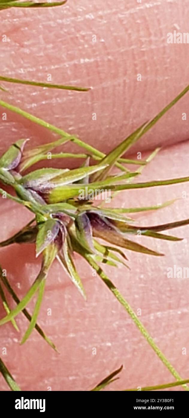 Bulbous Bluegrass (Poa bulbosa) Plantae Stock Photo - Alamy