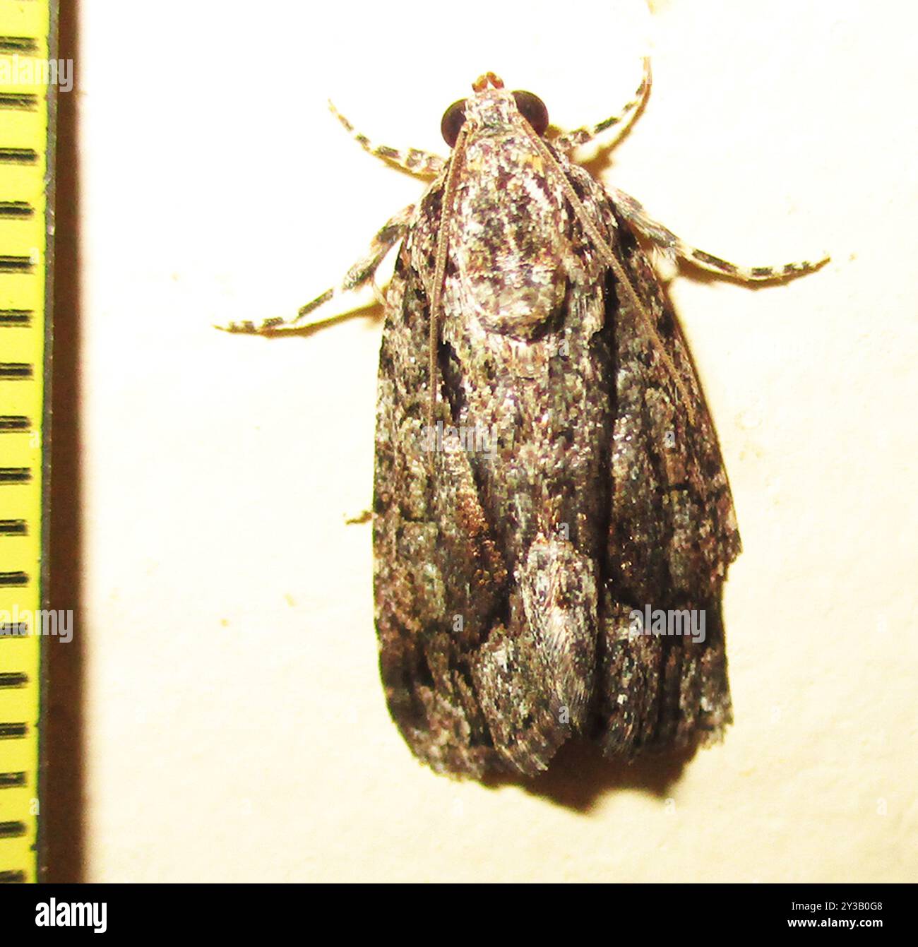 Butterflies and Moths (Lepidoptera) Insecta Stock Photo - Alamy