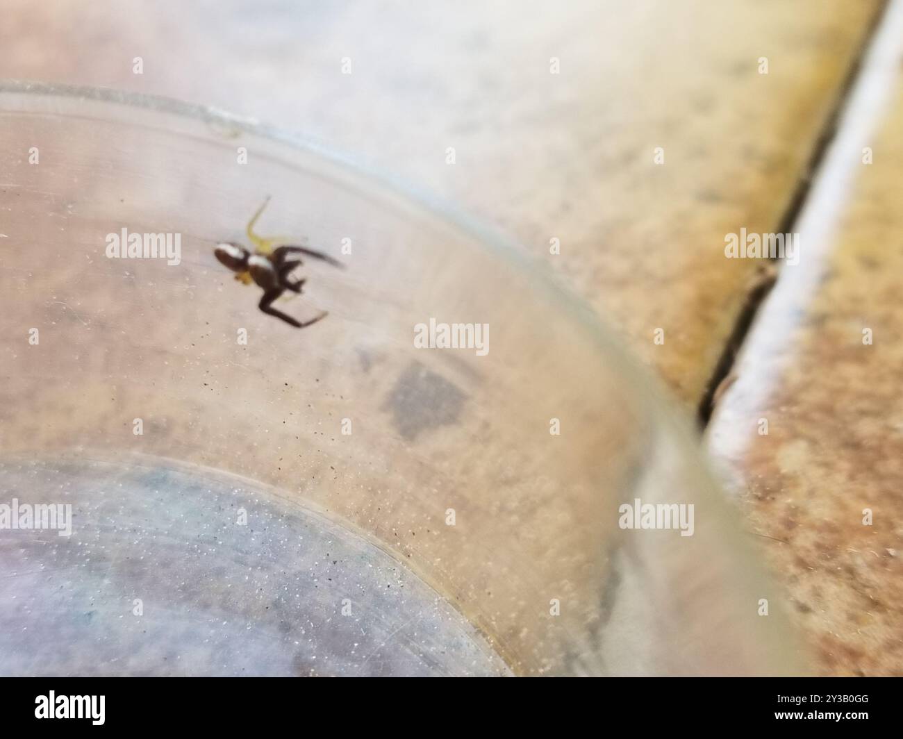 Common Hentz Jumping Spider (Hentzia palmarum) Arachnida Stock Photo ...