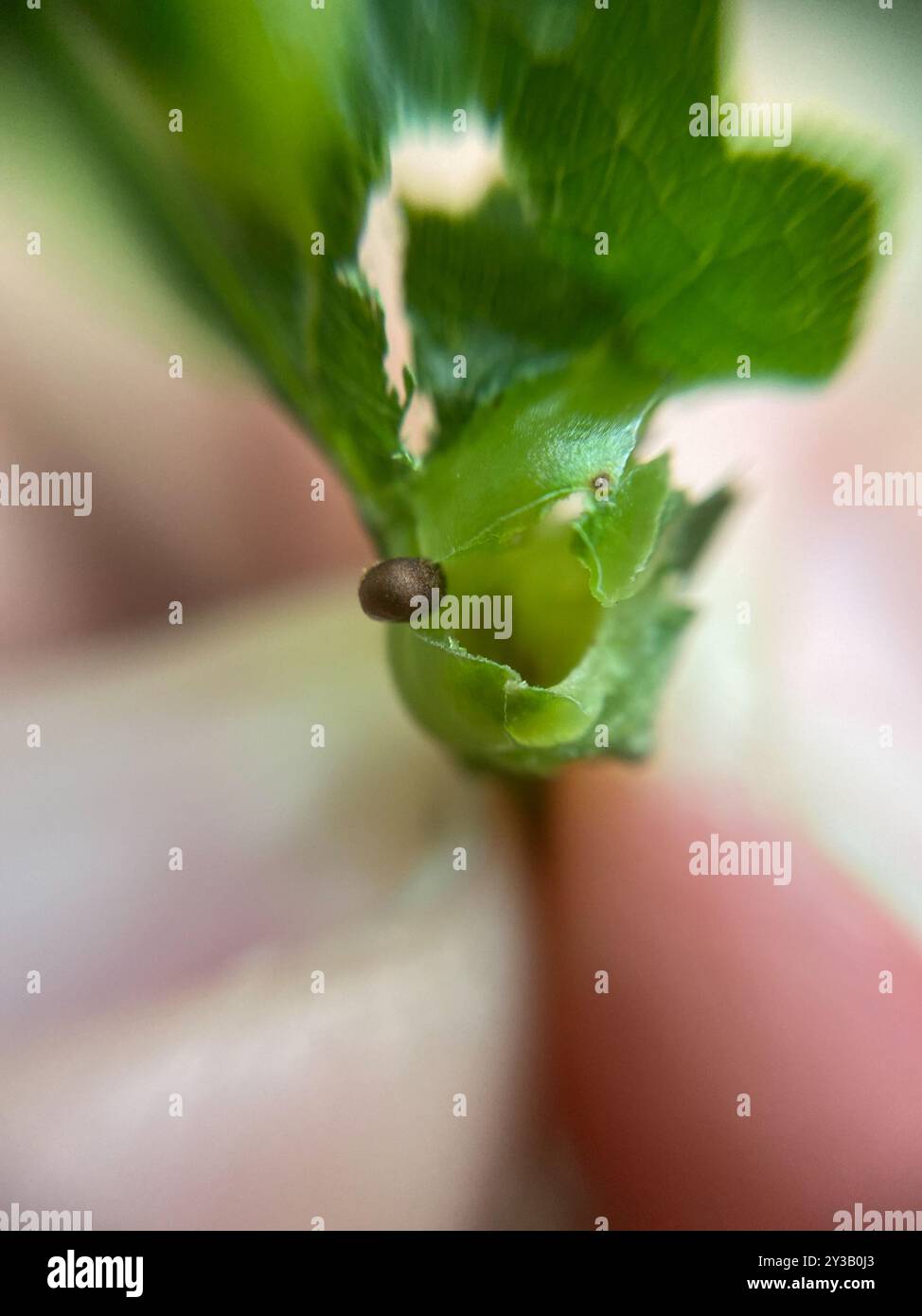 Oak Curved-leaf Gall Wasp (Andricus curvator) Insecta Stock Photo - Alamy