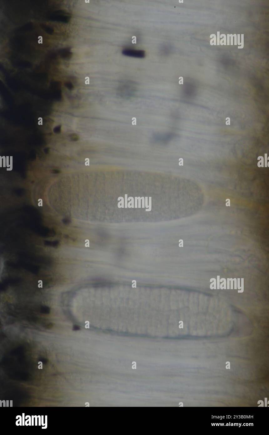 (Lopadium disciforme) Fungi Stock Photo - Alamy