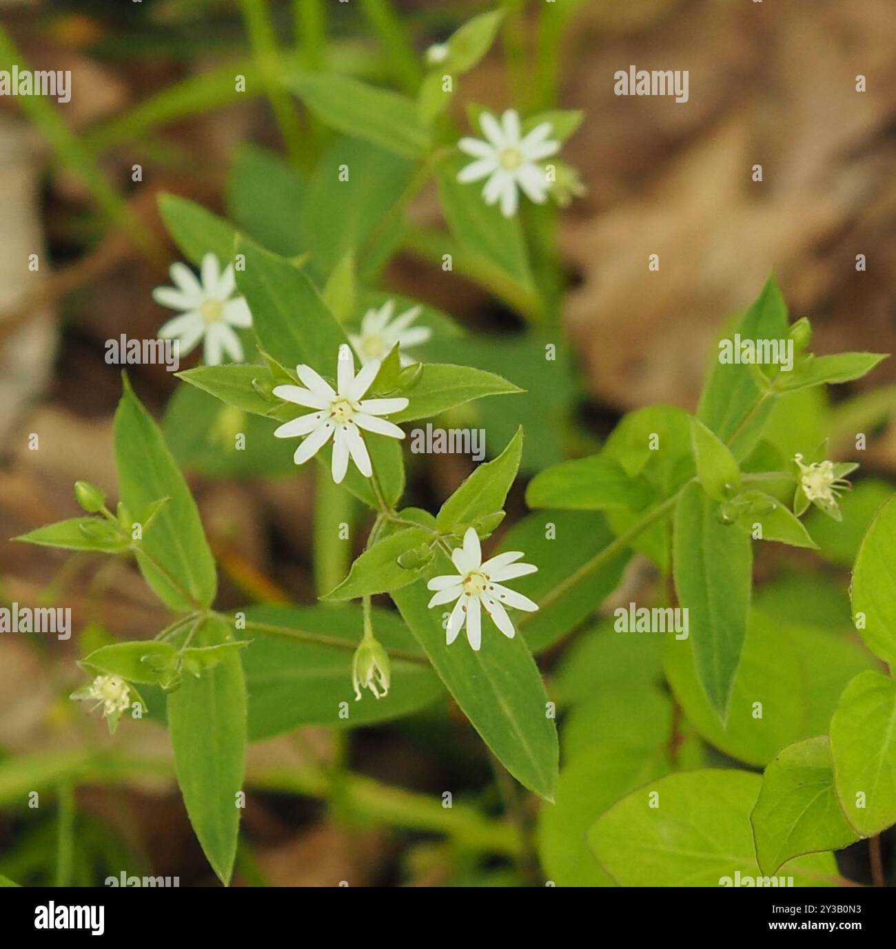 star chickweed (Stellaria pubera) Plantae Stock Photo - Alamy